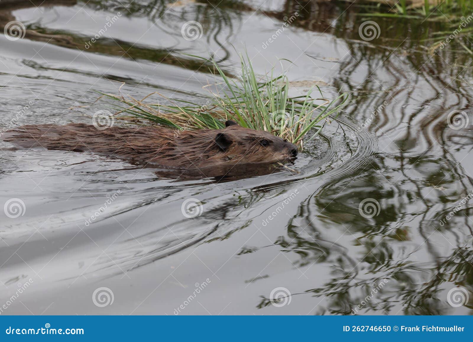 North American Beaver (Castor Canadensis) Alberta Canada Stock Photo ...