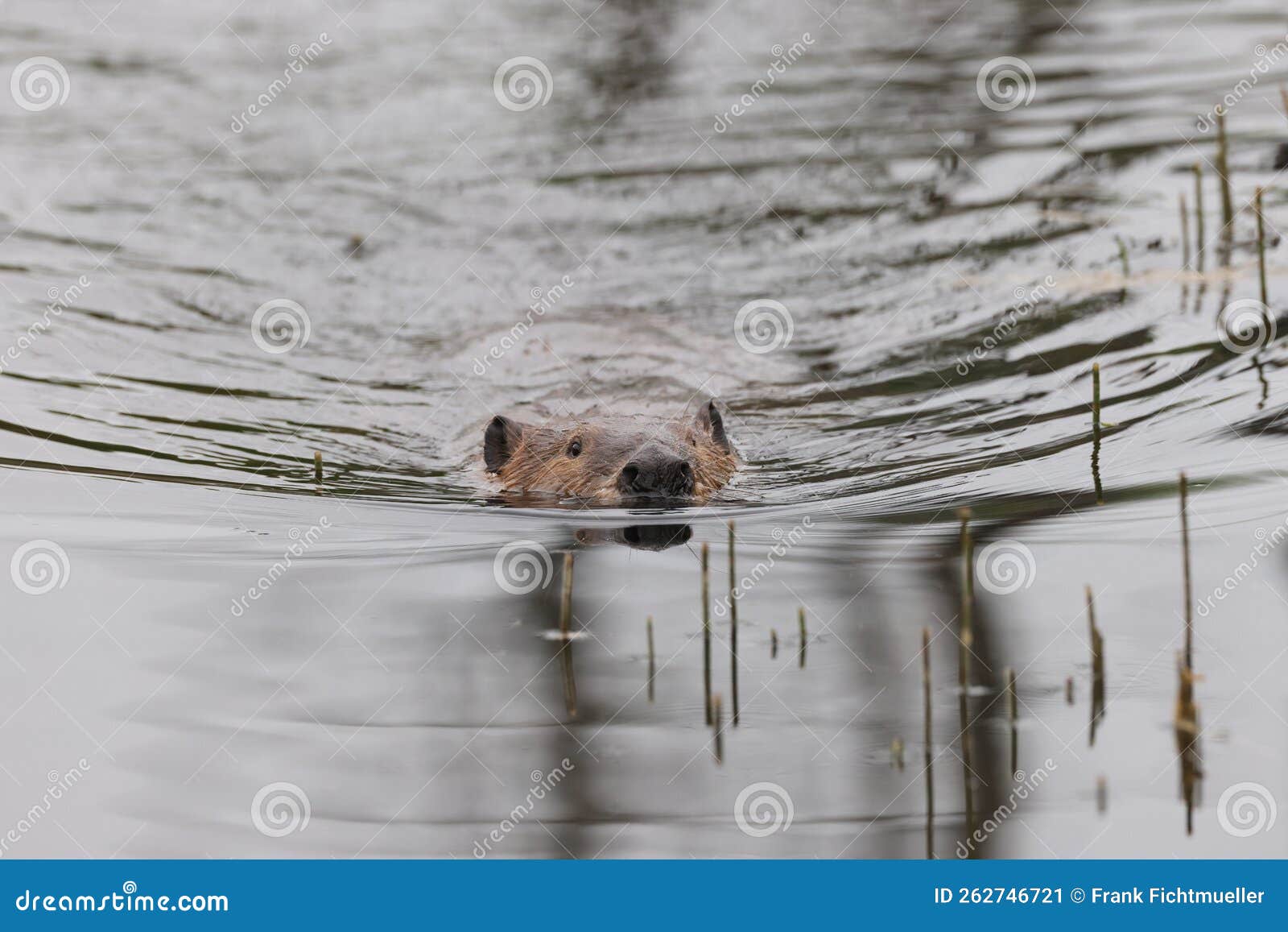 North American Beaver (Castor Canadensis) Alberta Canada Stock Image ...