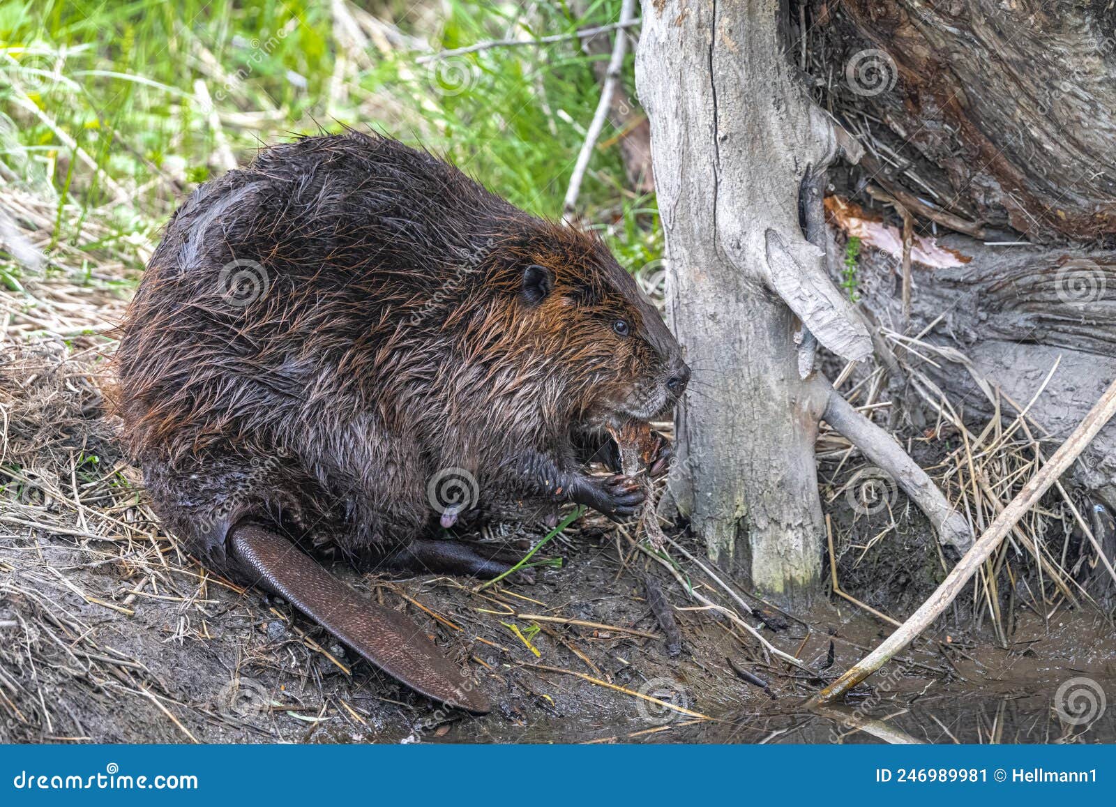 North American Beaver Eating Bark Stock Image - Image of american ...