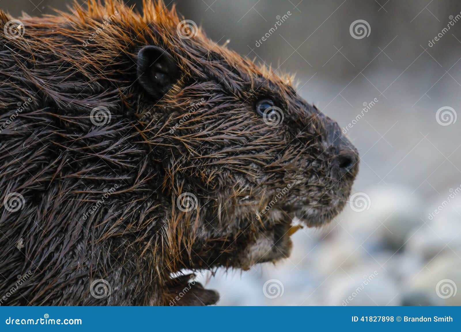 North American Beaver (Castor Canadensis) Stock Photo - Image of pond ...