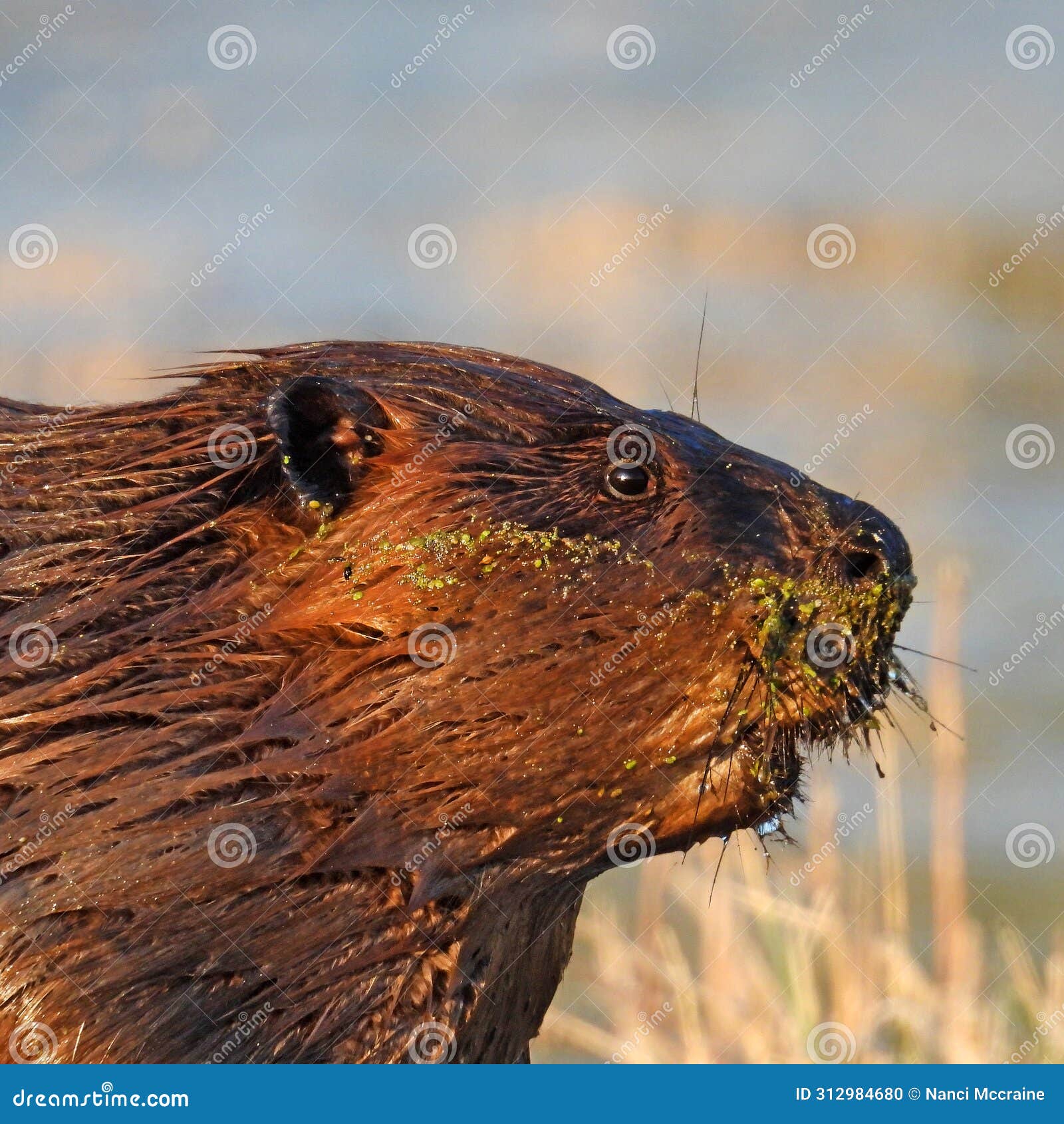 North American Beaver Face Wet after Swimming Across Pond Stock Photo ...
