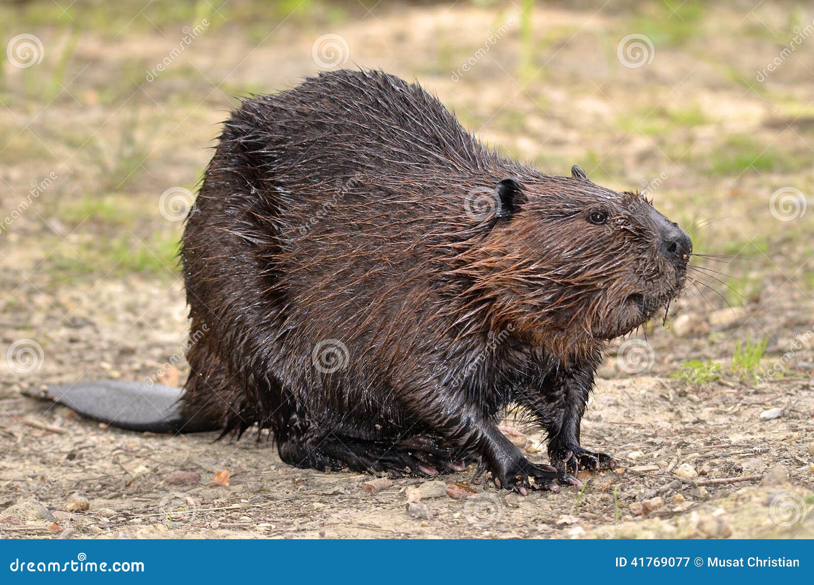 North American Beaver on Ground Stock Image - Image of aquatic, rodent ...