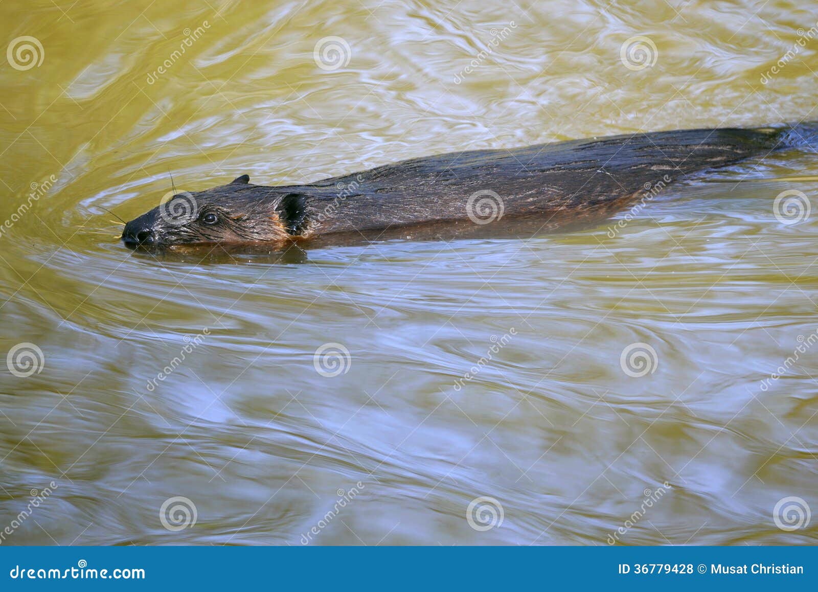 North American Beaver Swimming Stock Photo - Image of brown, american ...