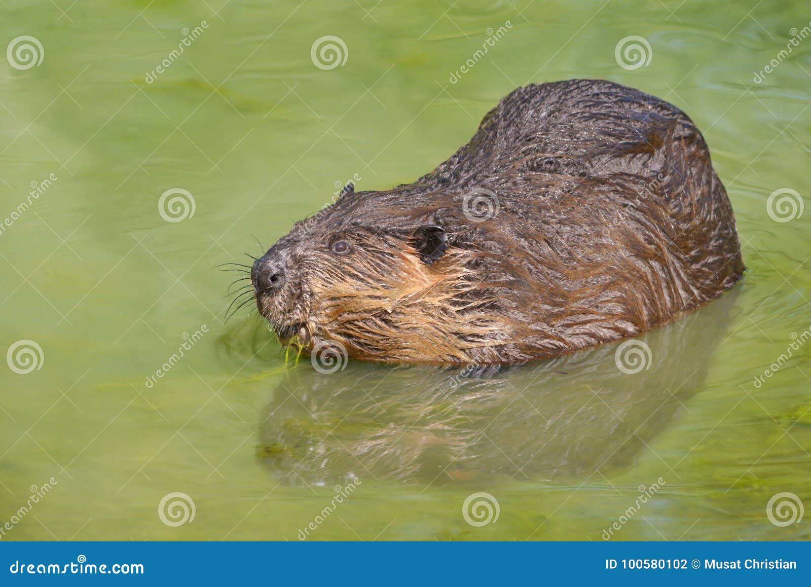 North American Beaver in Water Stock Photo - Image of profile ...