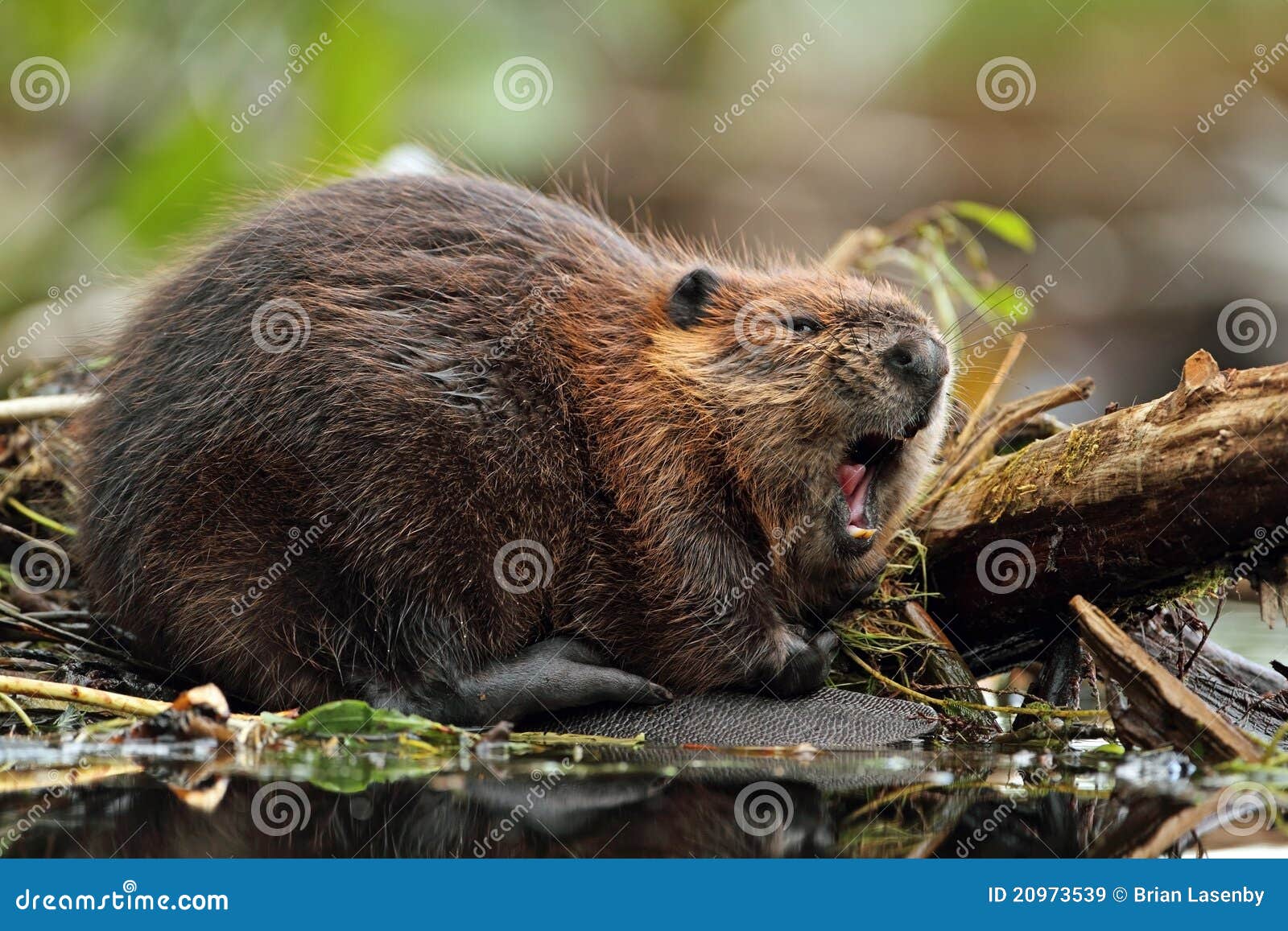 North American Beaver Yawning Stock Image - Image of canadensis ...