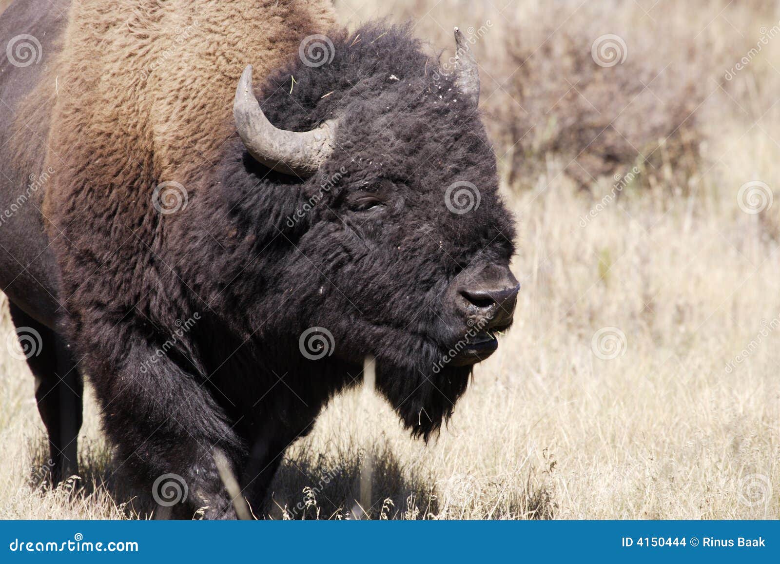 North American Bison stock photo. Image of buffalo, indian - 4150444