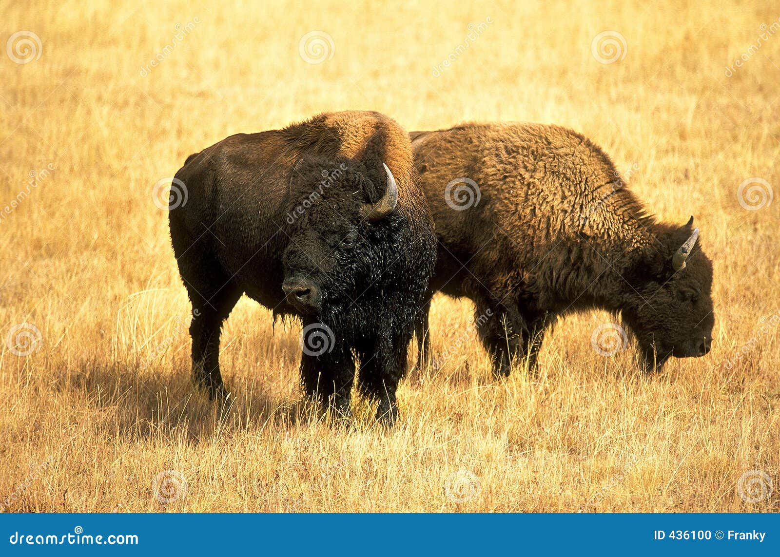 North American Bison stock photo. Image of buffalo, eater - 436100