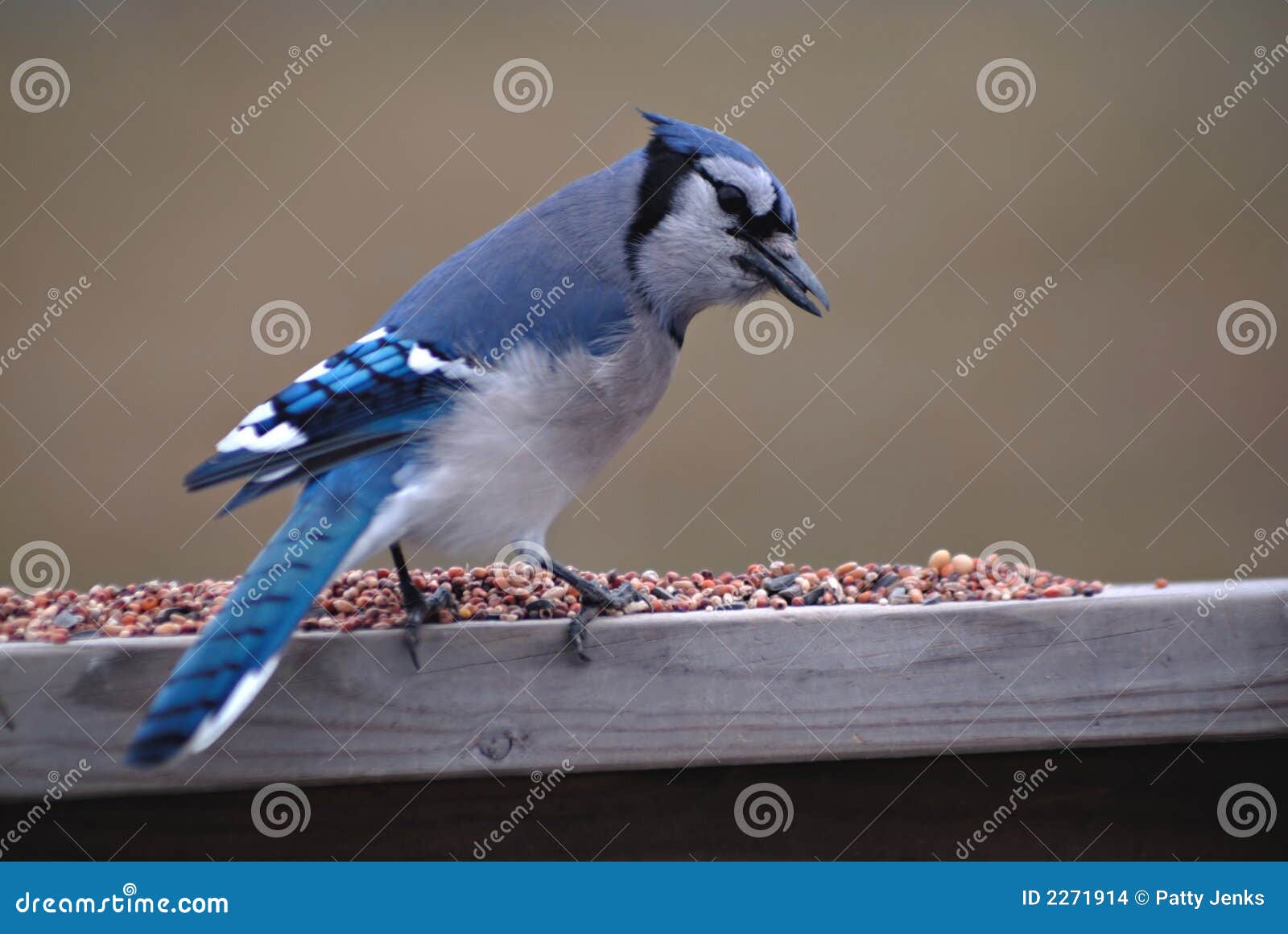 North American Blue Jay stock photo. Image of american - 2271914