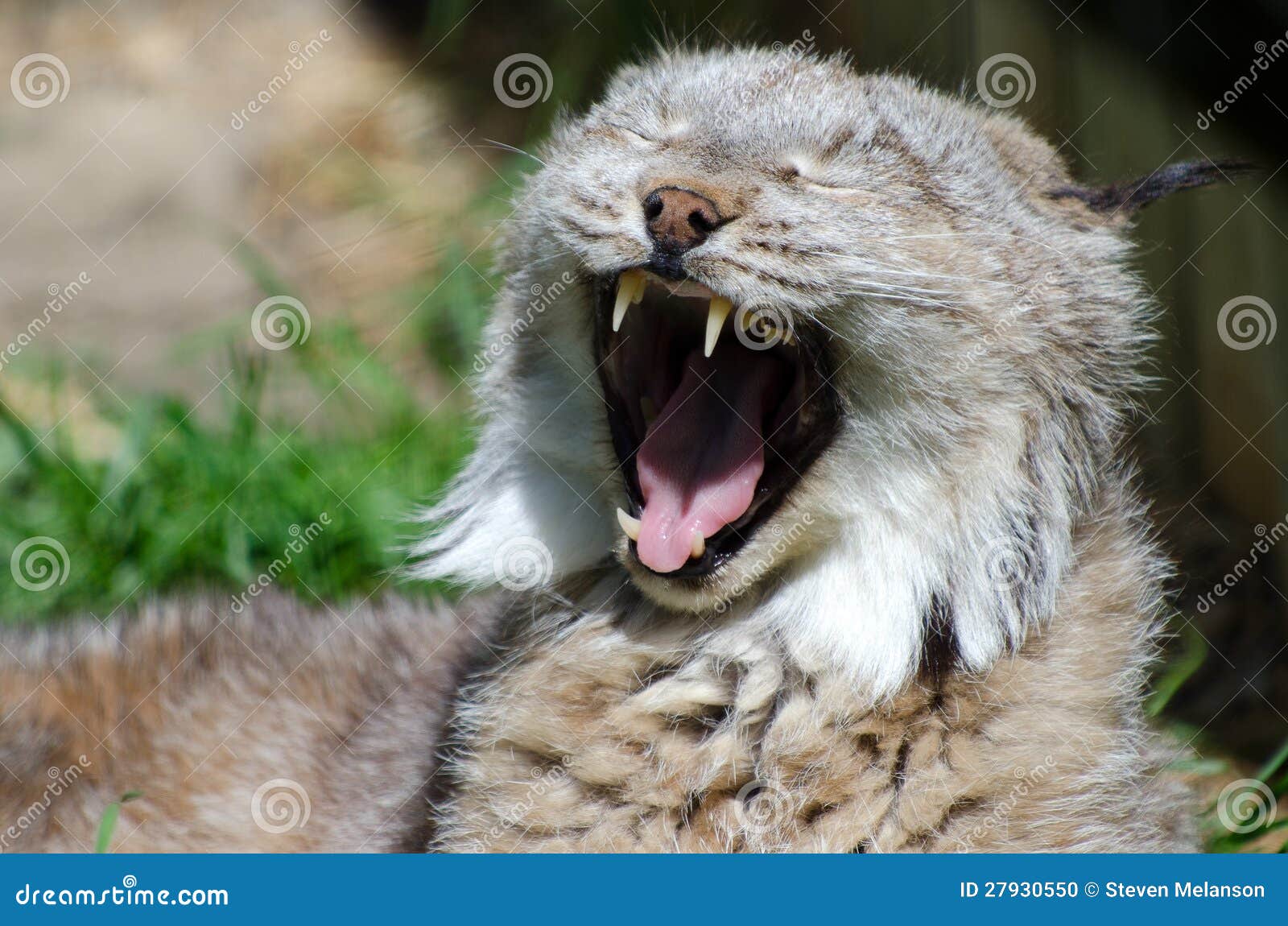 North American bobcat stock photo. Image of wildlife - 27930550