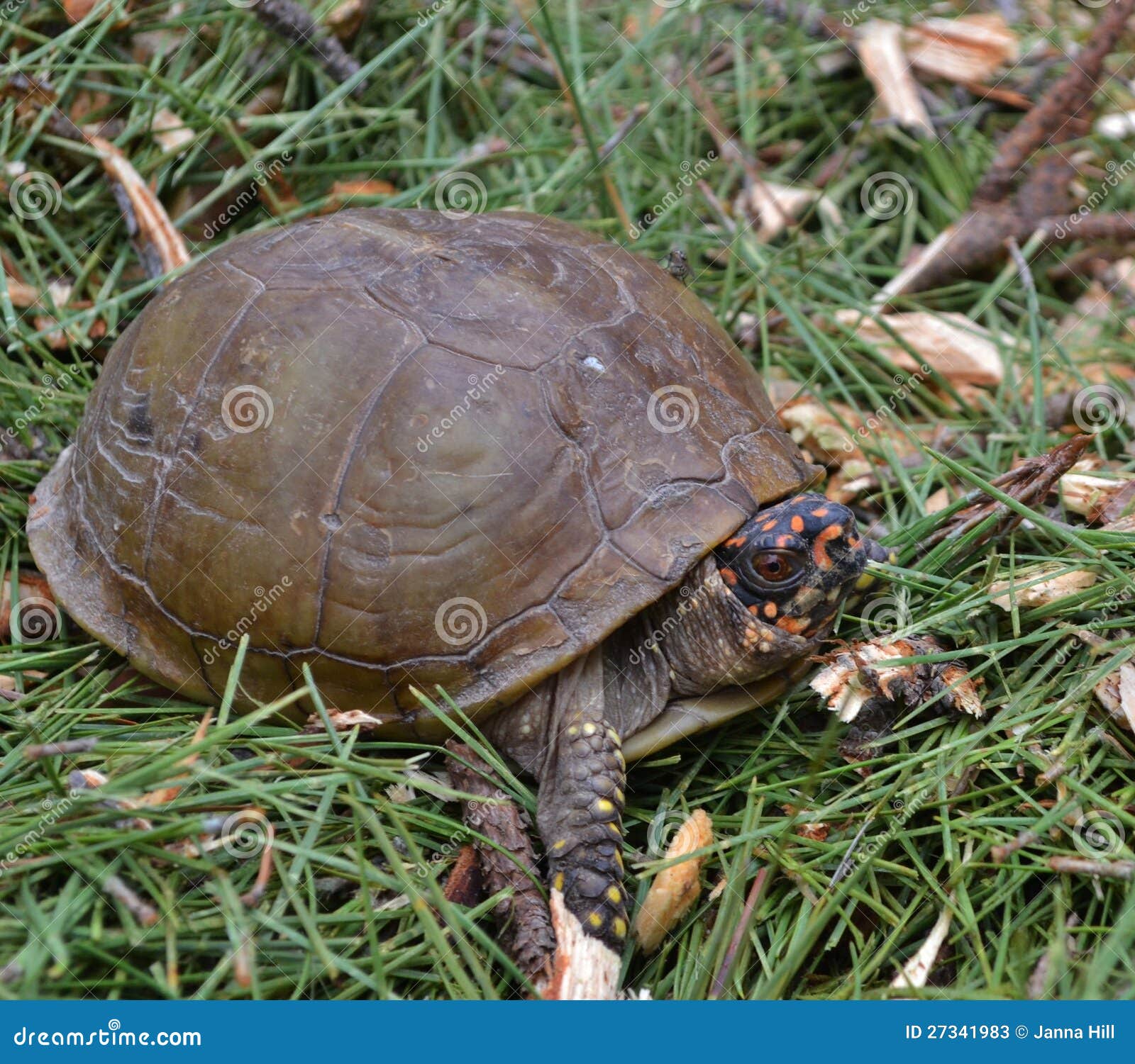 North American Box Turtle II Stock Image - Image of america, habitat ...