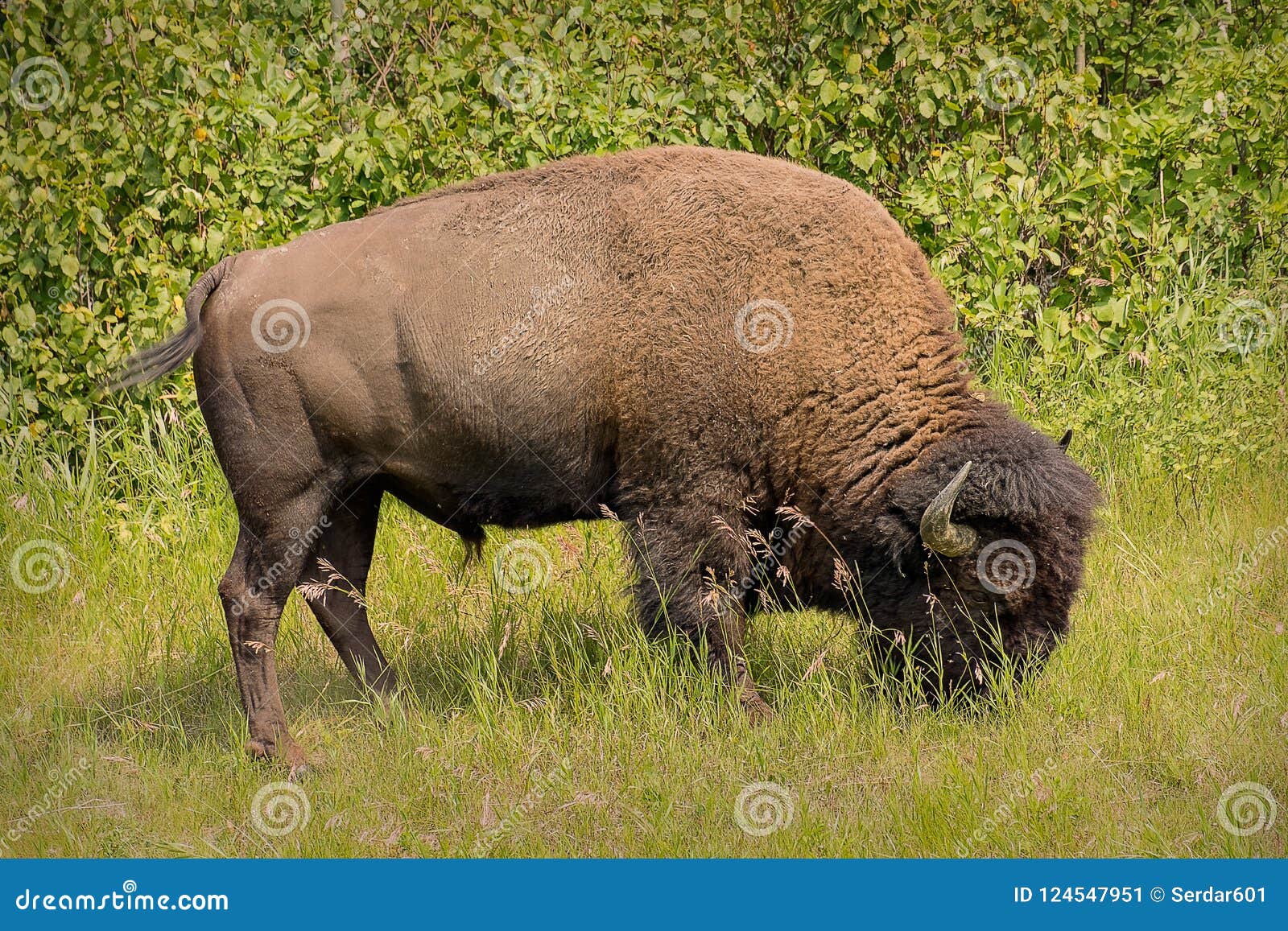 Buffalo stock image. Image of horns, bison, shaggy, feeding - 124547951