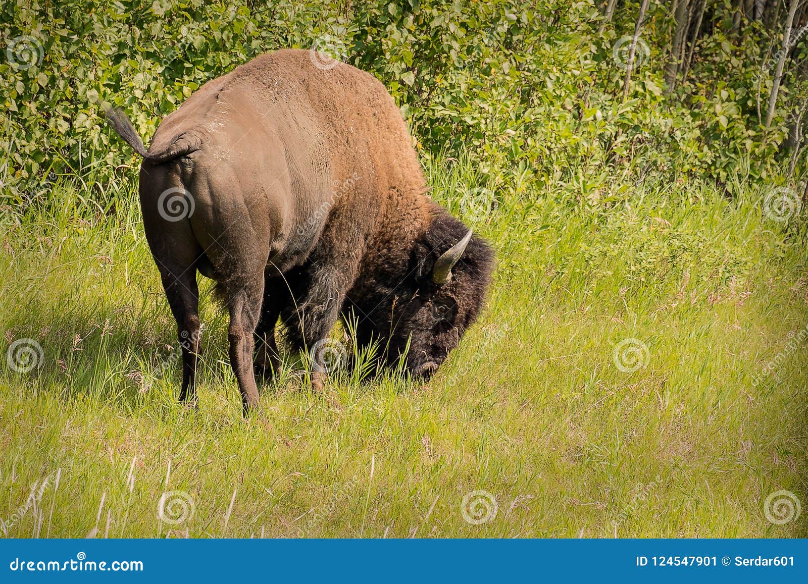 Buffalo stock image. Image of shaggy, mane, horns, feeding - 124547901
