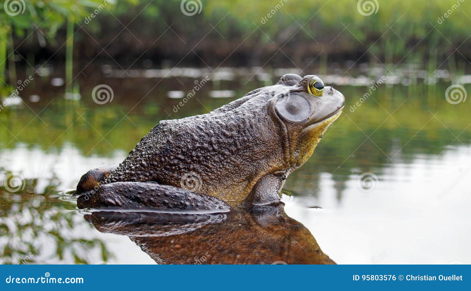 North american bull frog stock photo. Image of lithobates - 95803576