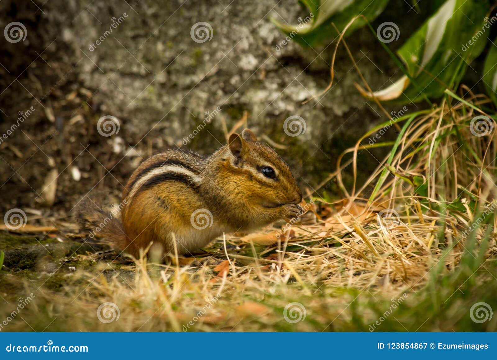 Chipmunk Spring Time stock image. Image of tamias, creature - 123854867