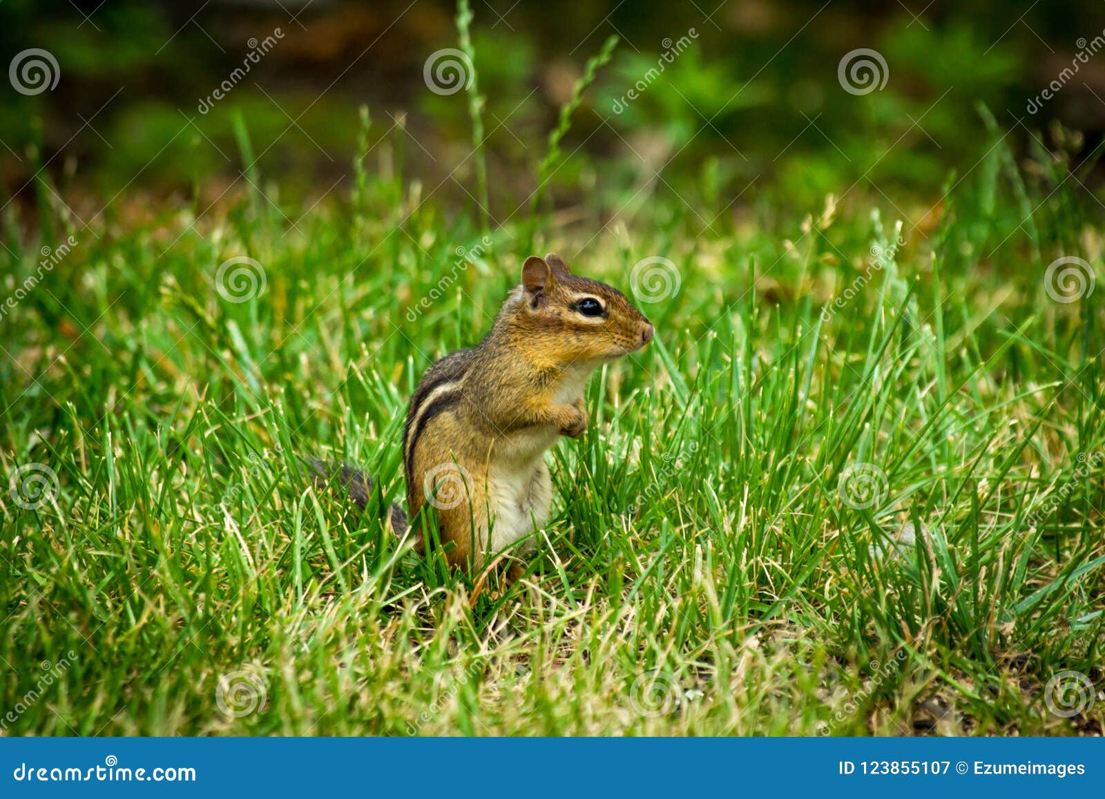 Chipmunk Spring Time stock image. Image of chip, ground - 123855107