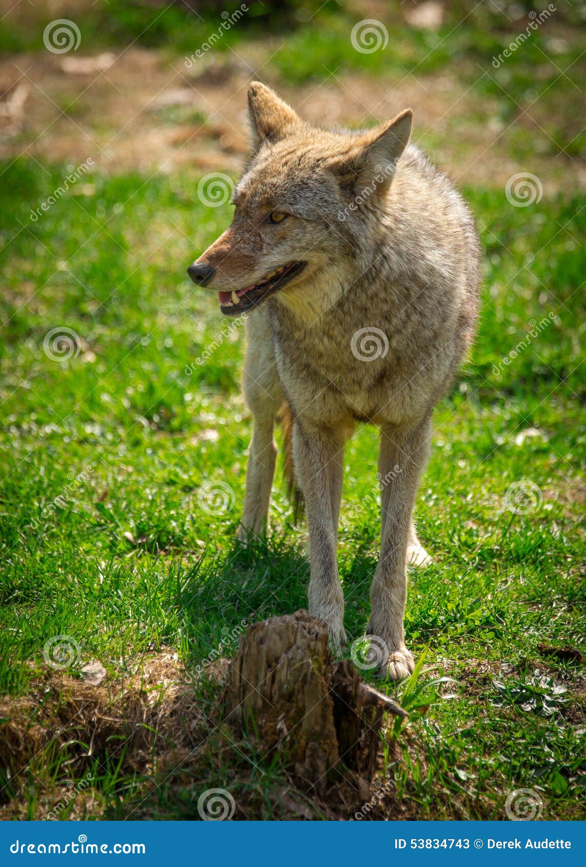 North American Coyote ( Canis Latrans) Stock Image - Image of beauty ...