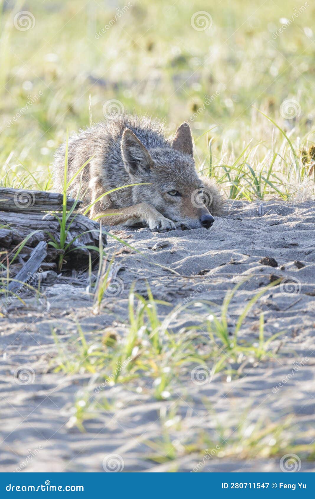 North American Coyote stock image. Image of nature, america - 280711547