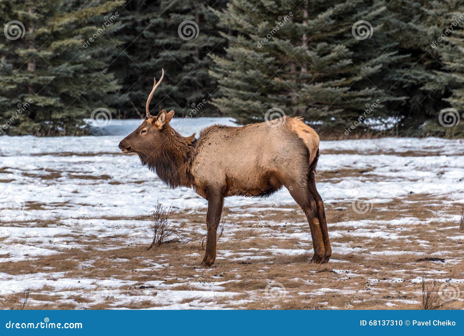 North American elk stock photo. Image of banff, wildlife - 68137310