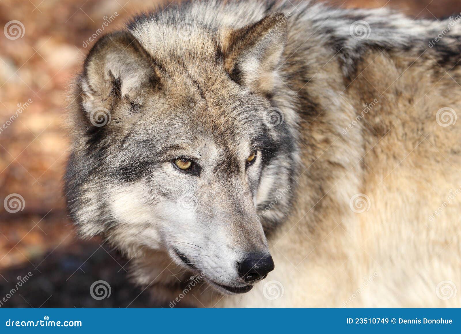 North American Gray Wolf stock image. Image of female - 23510749