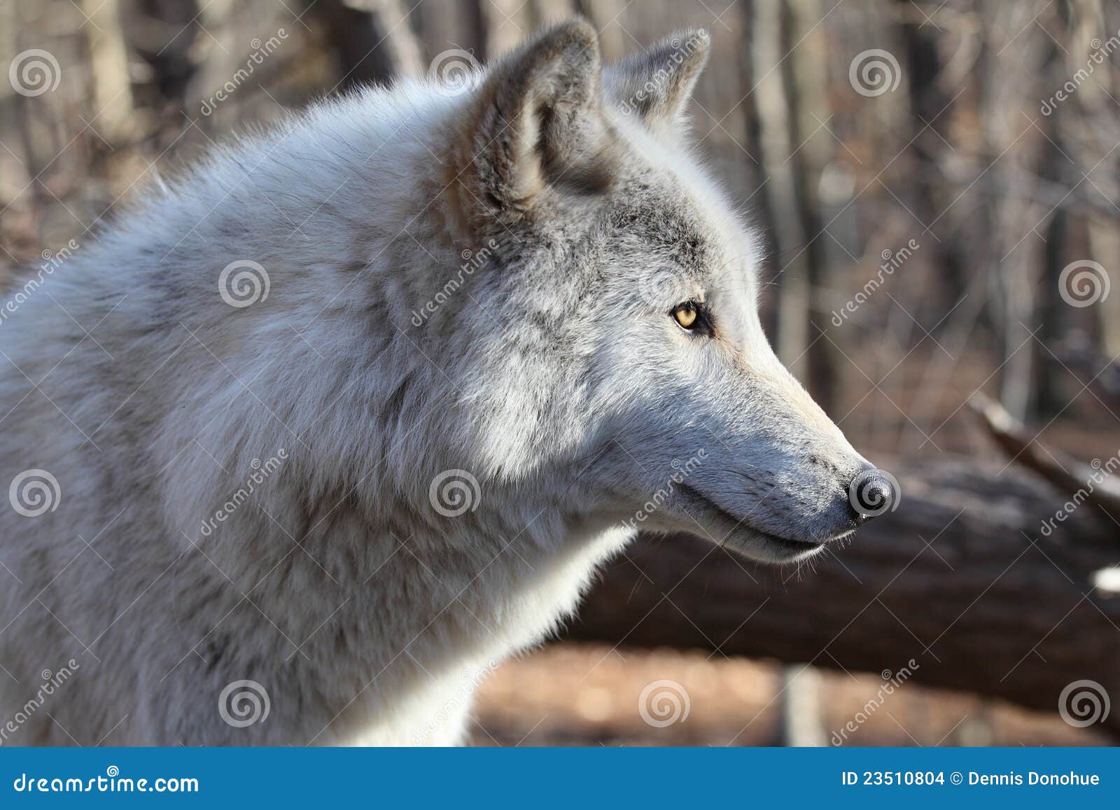 North American Gray Wolf stock photo. Image of wildlife - 23510804