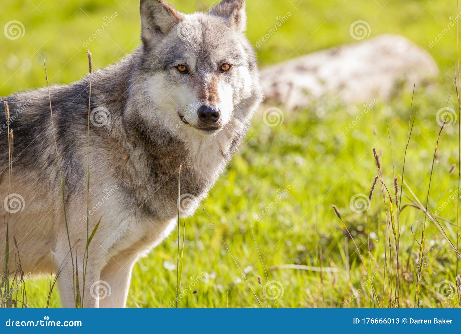 North American Gray Wolf stock image. Image of looking - 176666013