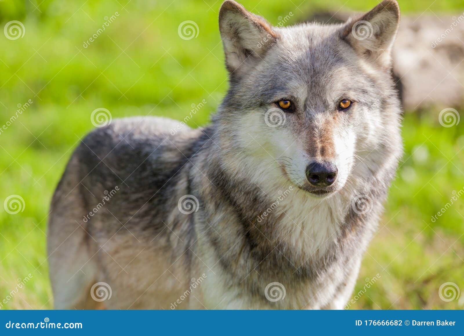 North American Gray Wolf stock photo. Image of hunting - 176666682