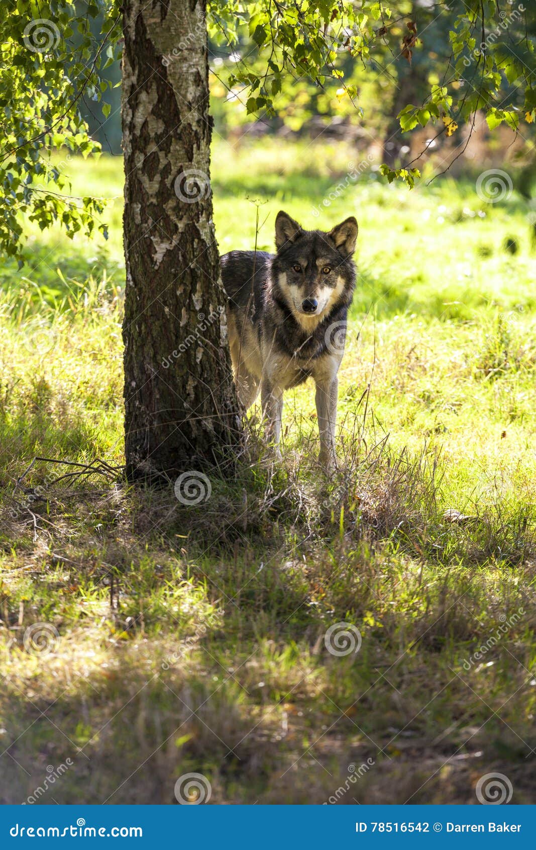 North American Gray Wolf in Forest Stock Photo - Image of trees, lupus ...