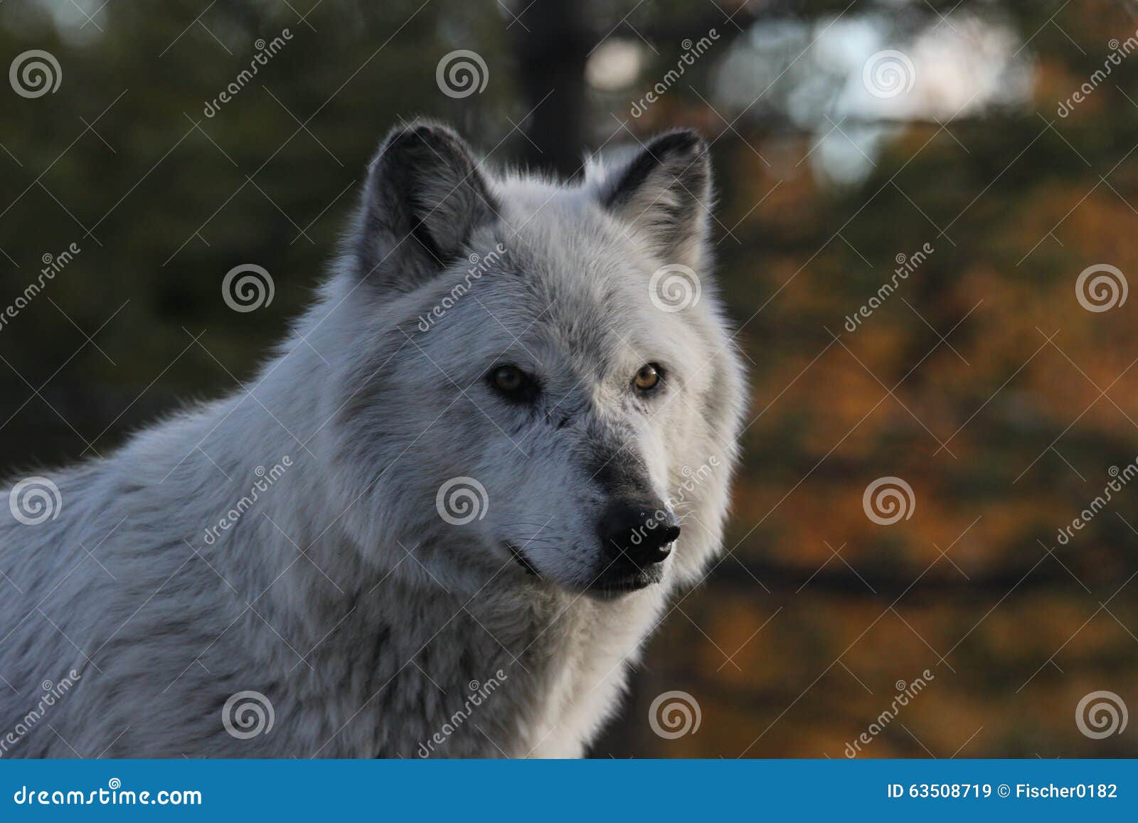 North-american Grey Wolf immagine stock. Immagine di lupi - 63508719
