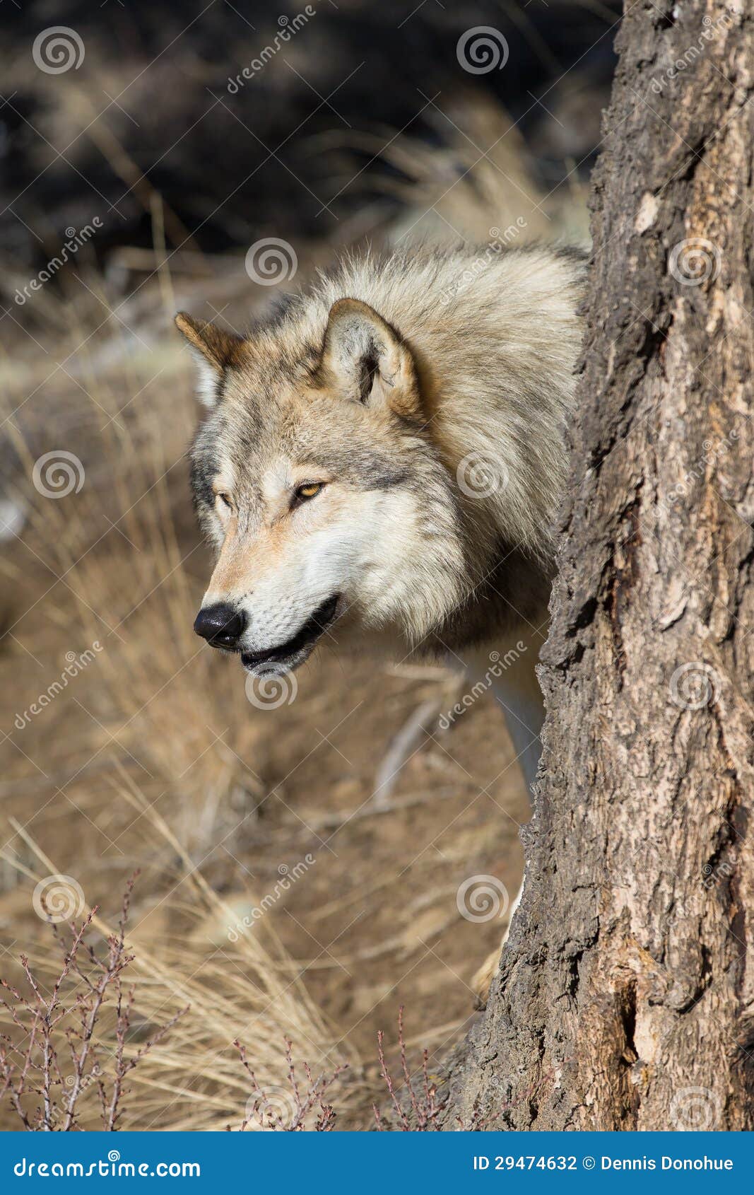 North American Grey Wolf Behind Tree Stock Photo - Image of north ...