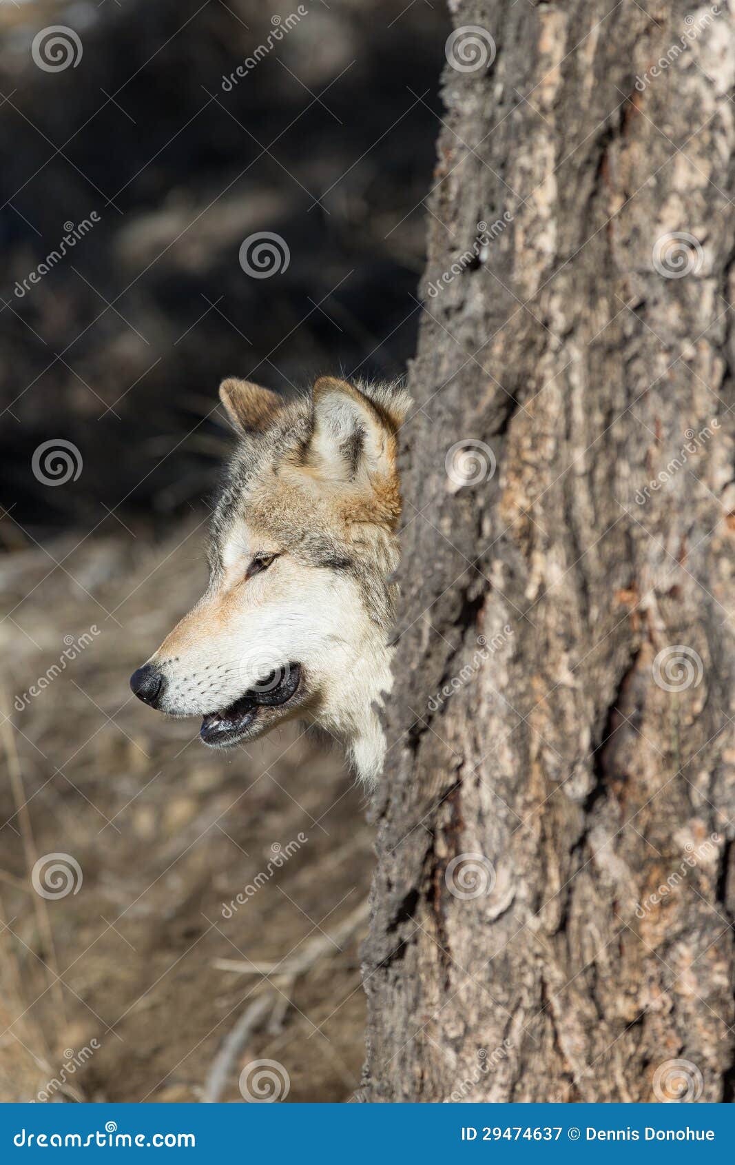 North American Grey Wolf Behind Tree Stock Image - Image of carnivore ...