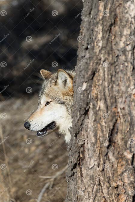 North American Grey Wolf Behind Tree Stock Image - Image of carnivore ...
