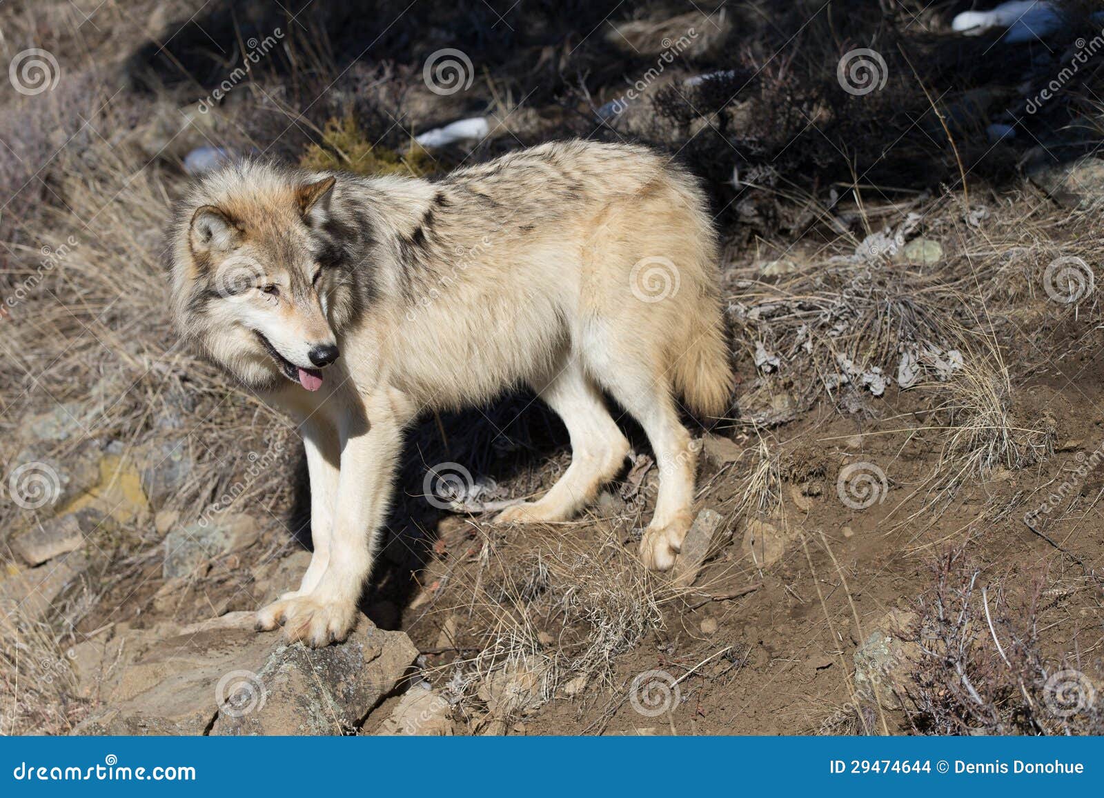 North American Grey Wolf on Rocky Hillside Stock Photo - Image of wolf ...