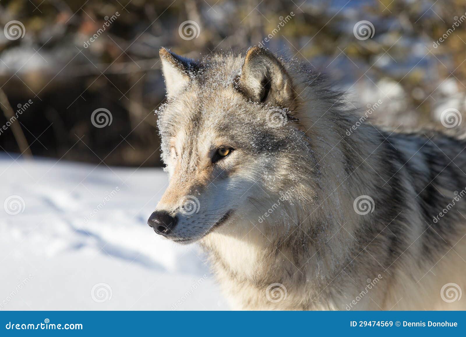 North American Grey Wolf in Snow Stock Image - Image of coyote, canine ...