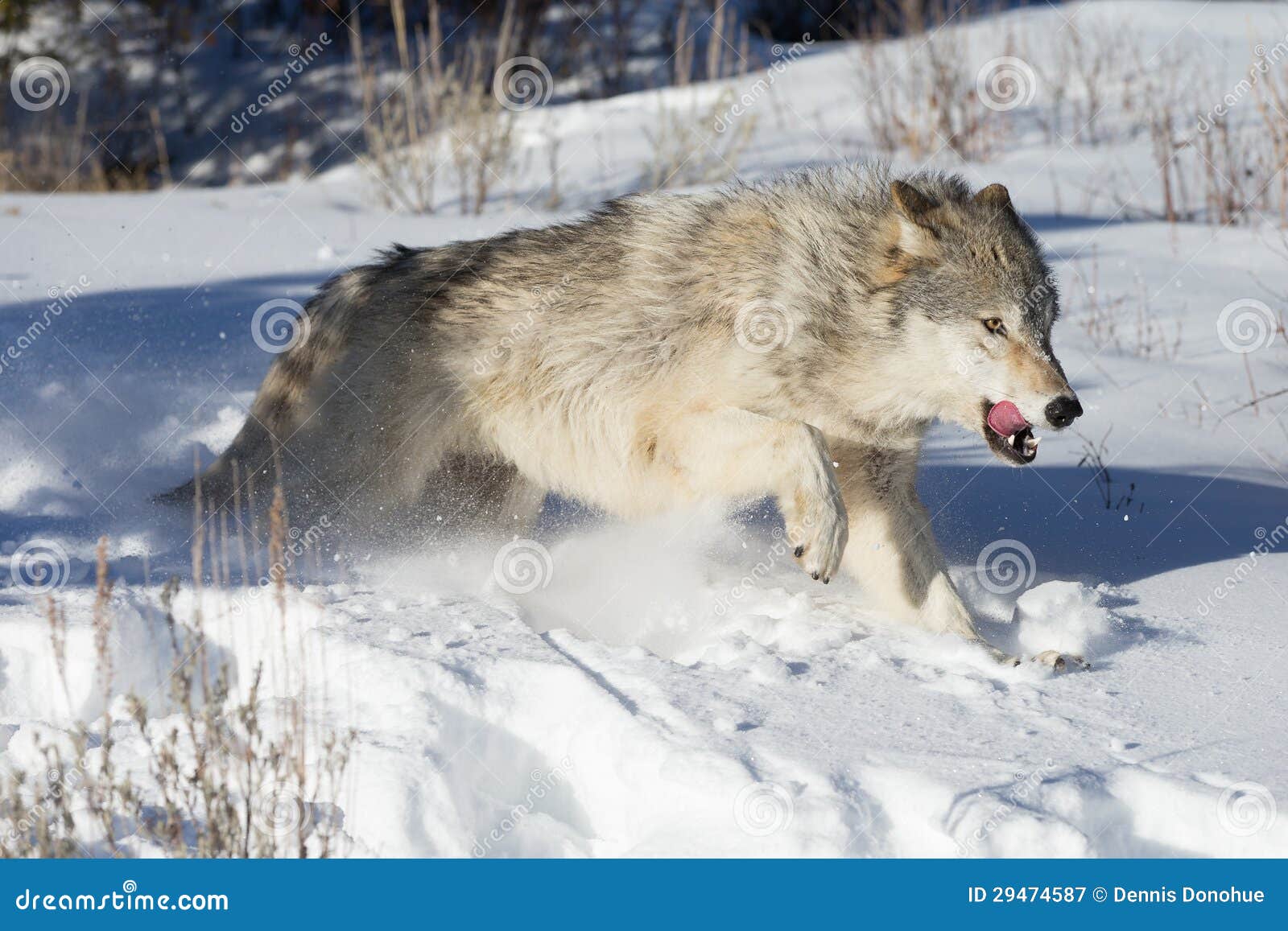 North American Grey Wolf in Snow Stock Image - Image of wolf, north ...