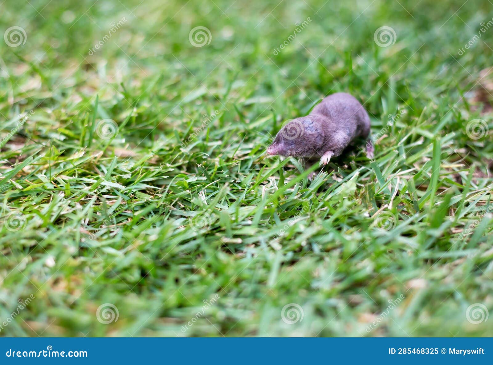A North American Least Shrew in the Grass Stock Image - Image of small ...