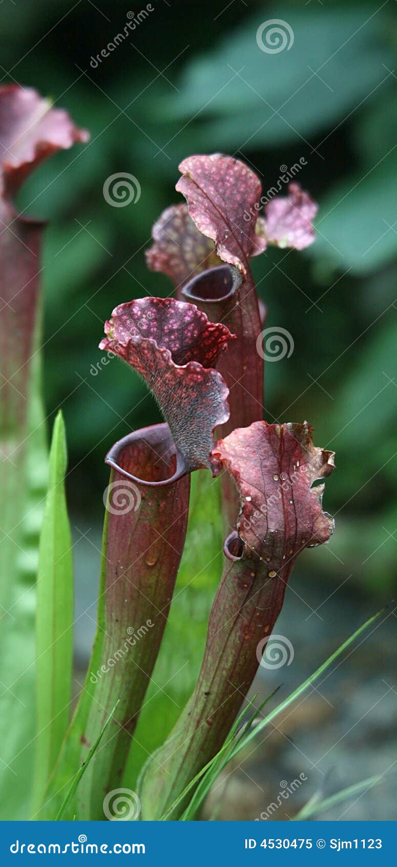 North American Pitcher Plant Stock Image - Image of sarracenia, pitcher ...