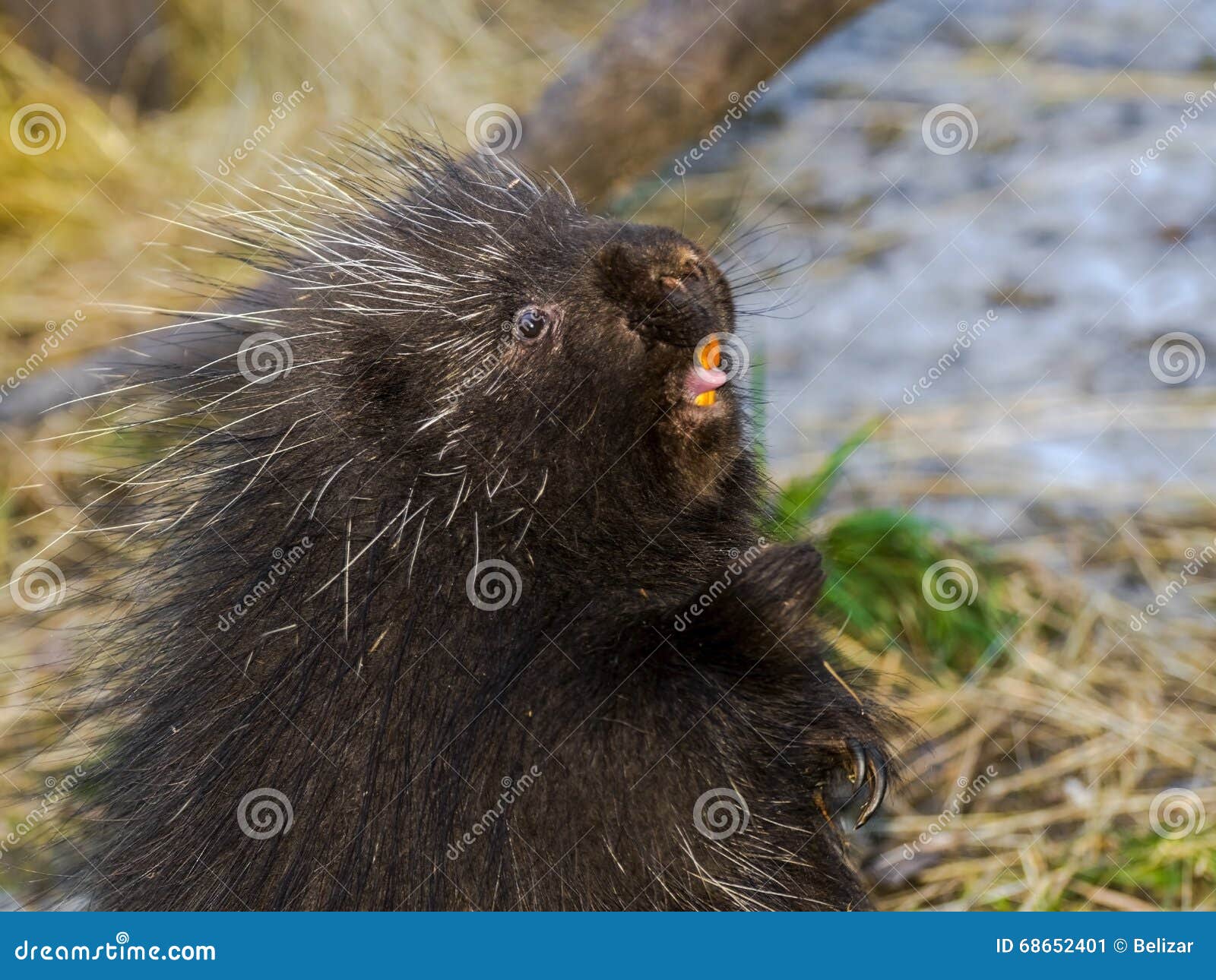 North American porcupine stock image. Image of dorsatum - 68652401