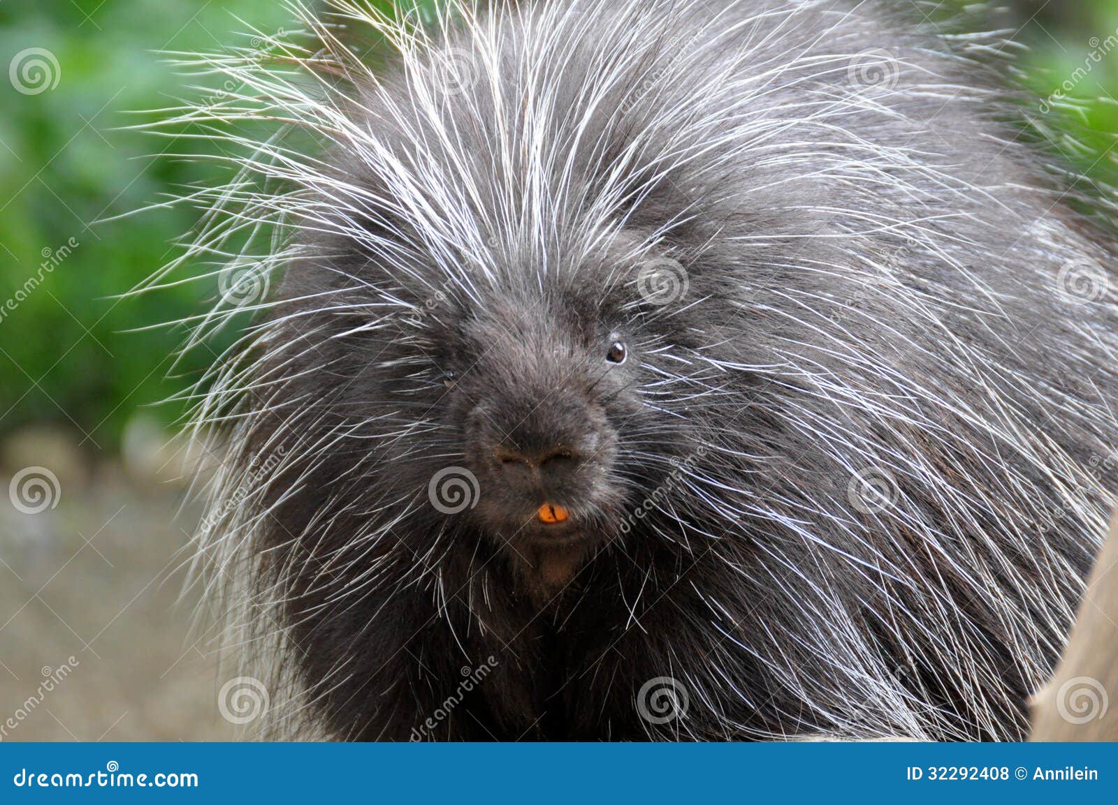 North American Porcupine stock photo. Image of common - 32292408