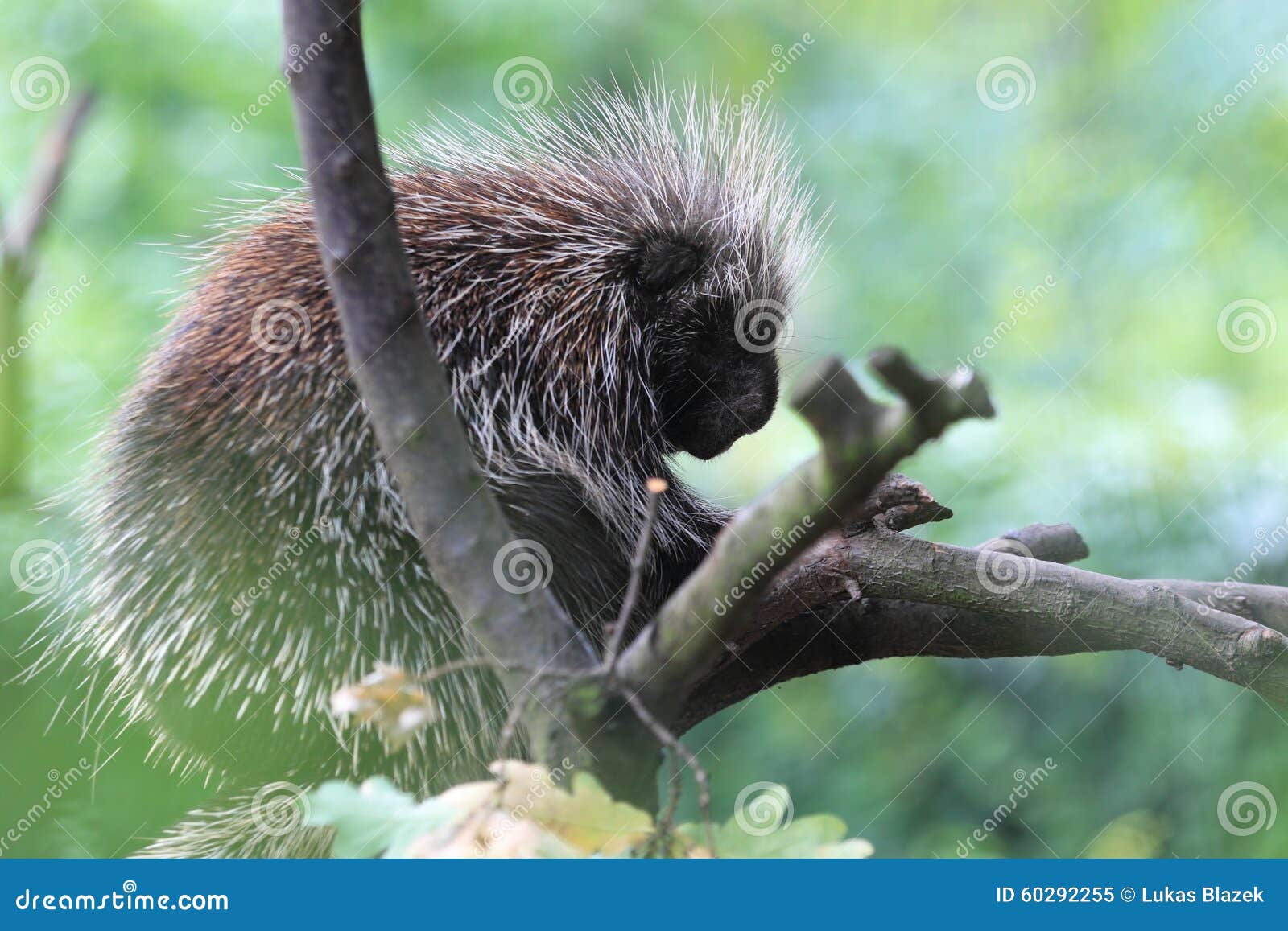 North American porcupine stock image. Image of common - 60292255