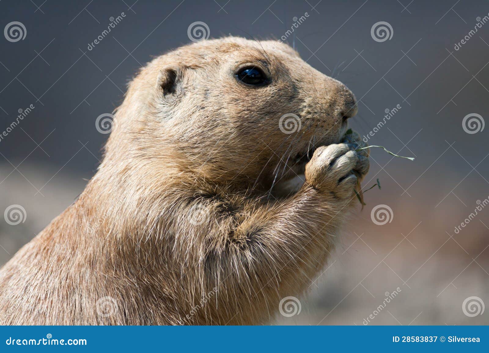 North American Prairie Dog Eating Grass Stock Image - Image of hands ...