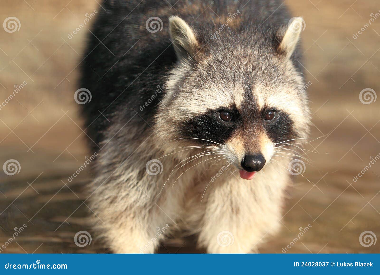 North american raccoon stock image. Image of north, northern - 24028037