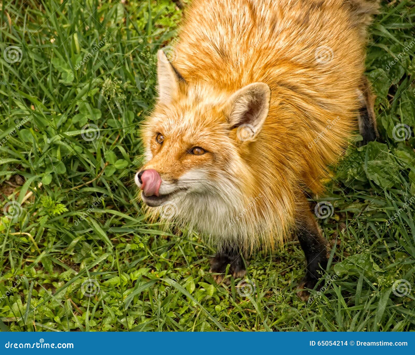 North American Red Fox Licking the Nose. Stock Photo - Image of grass ...