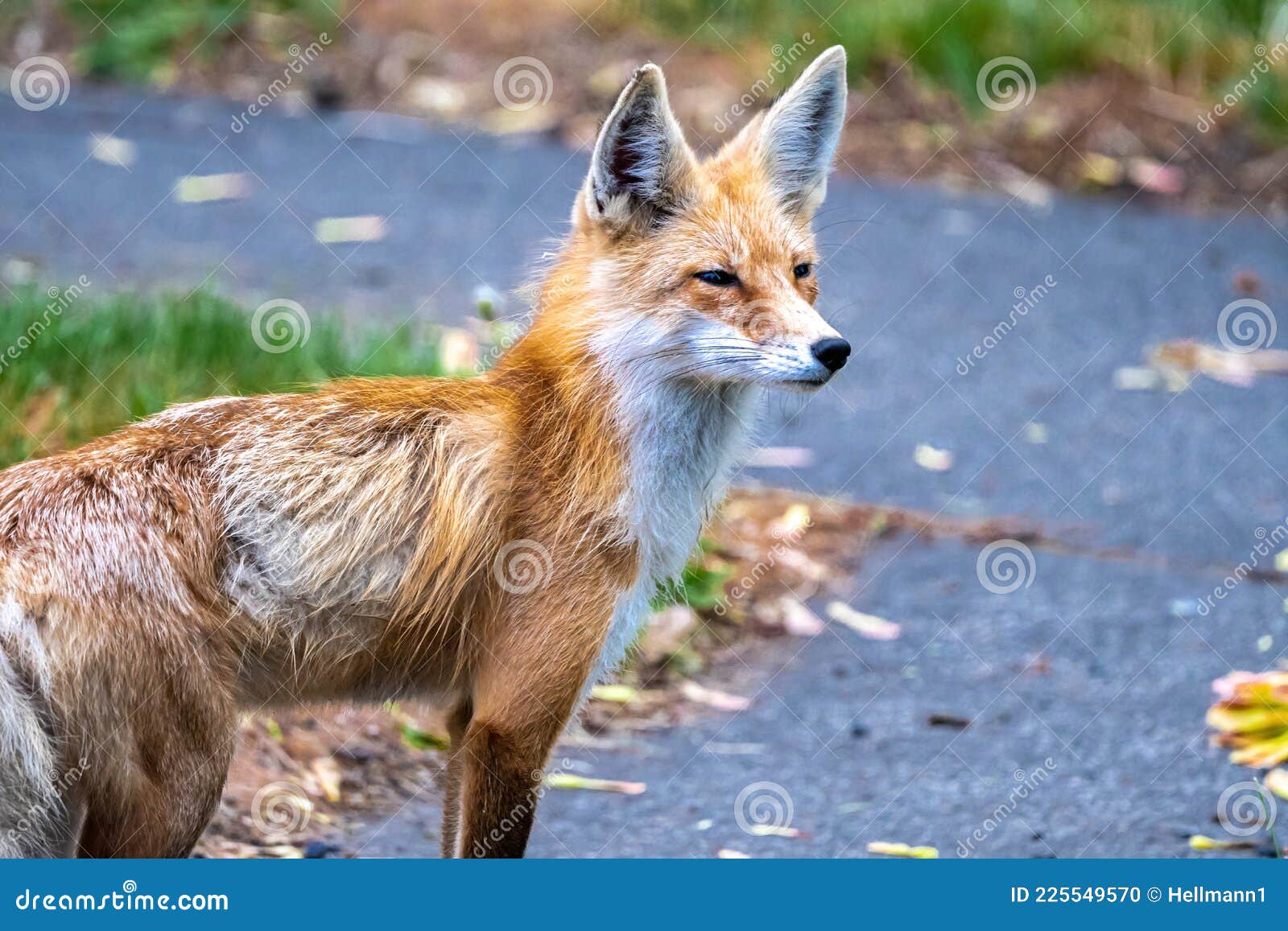 North American Red Fox stock photo. Image of predator - 225549570