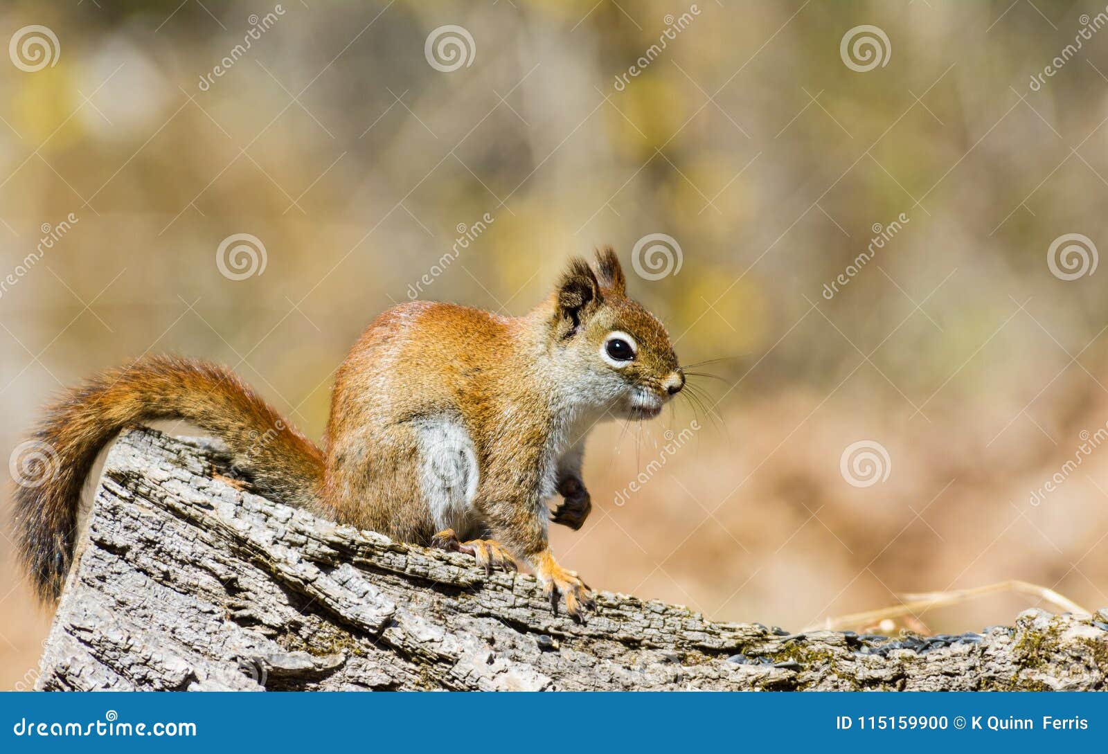 A North American Red Squirrel Stock Photo - Image of mammal, wildlife ...