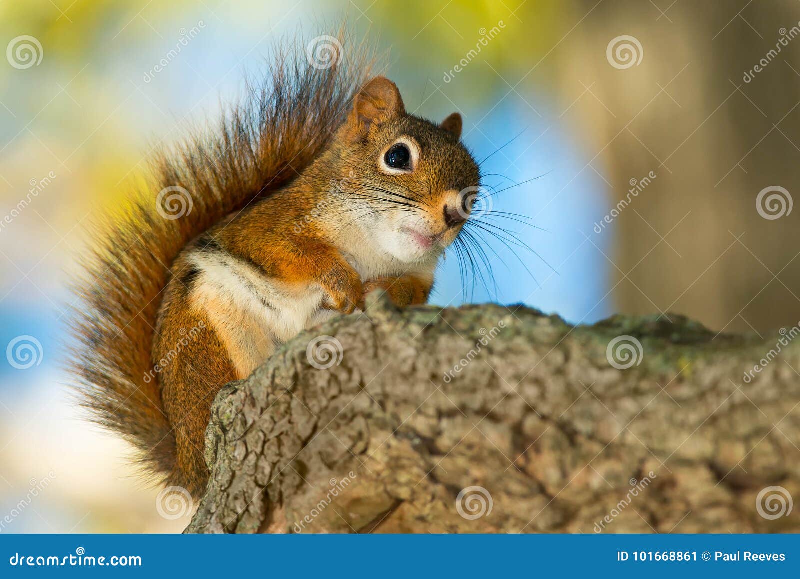 American Red Squirrel - Tamiasciurus Hudsonicus Stock Image - Image of ...