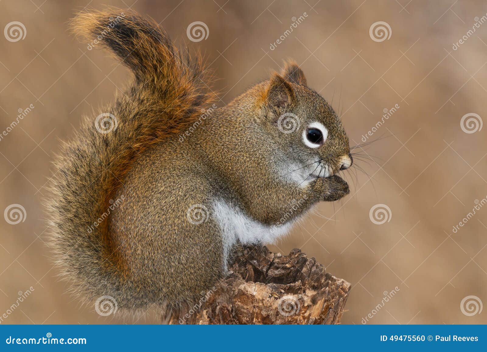 American Red Squirrel - Tamiasciurus Hudsonicus Stock Photo - Image of ...