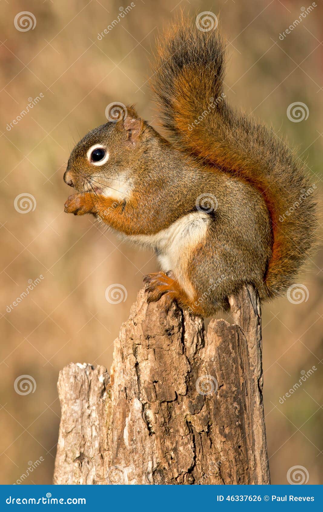 American Red Squirrel - Tamiasciurus Hudsonicus Stock Photo - Image of ...