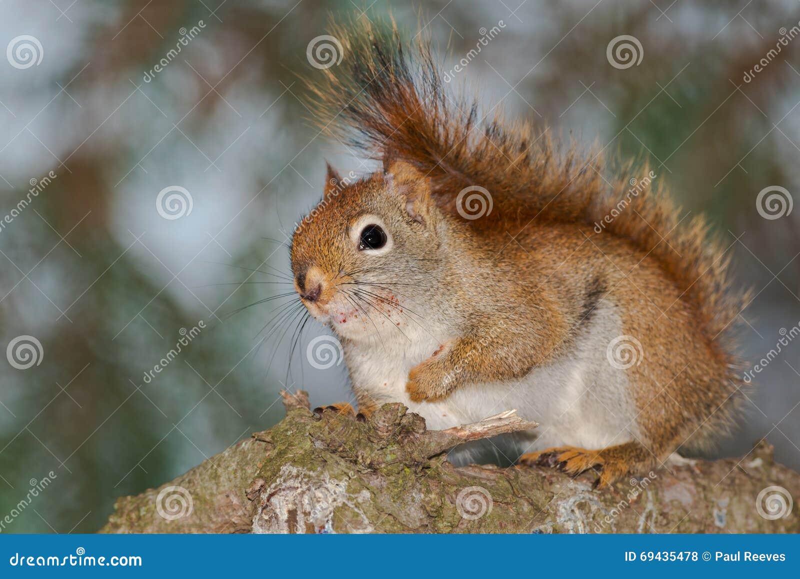 American Red Squirrel - Tamiasciurus Hudsonicus Stock Photo - Image of ...