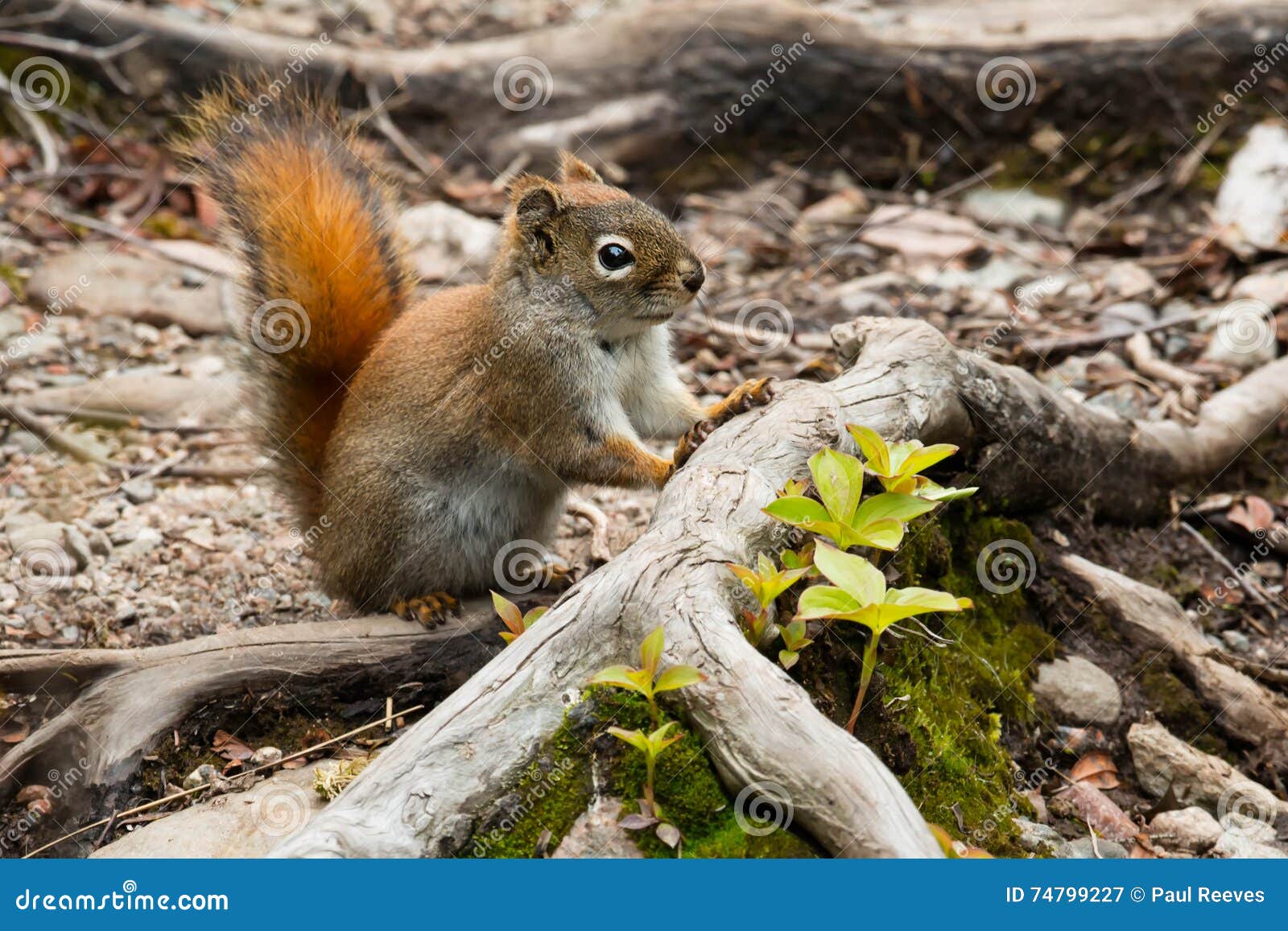 American Red Squirrel - Tamiasciurus Hudsonicus Stock Image - Image of ...