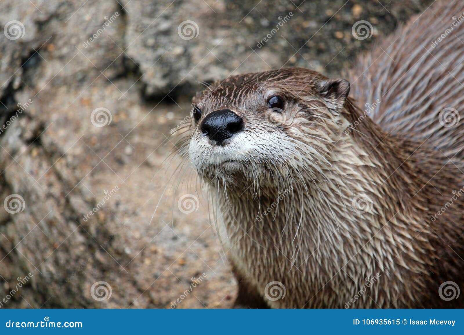 River Otter Face